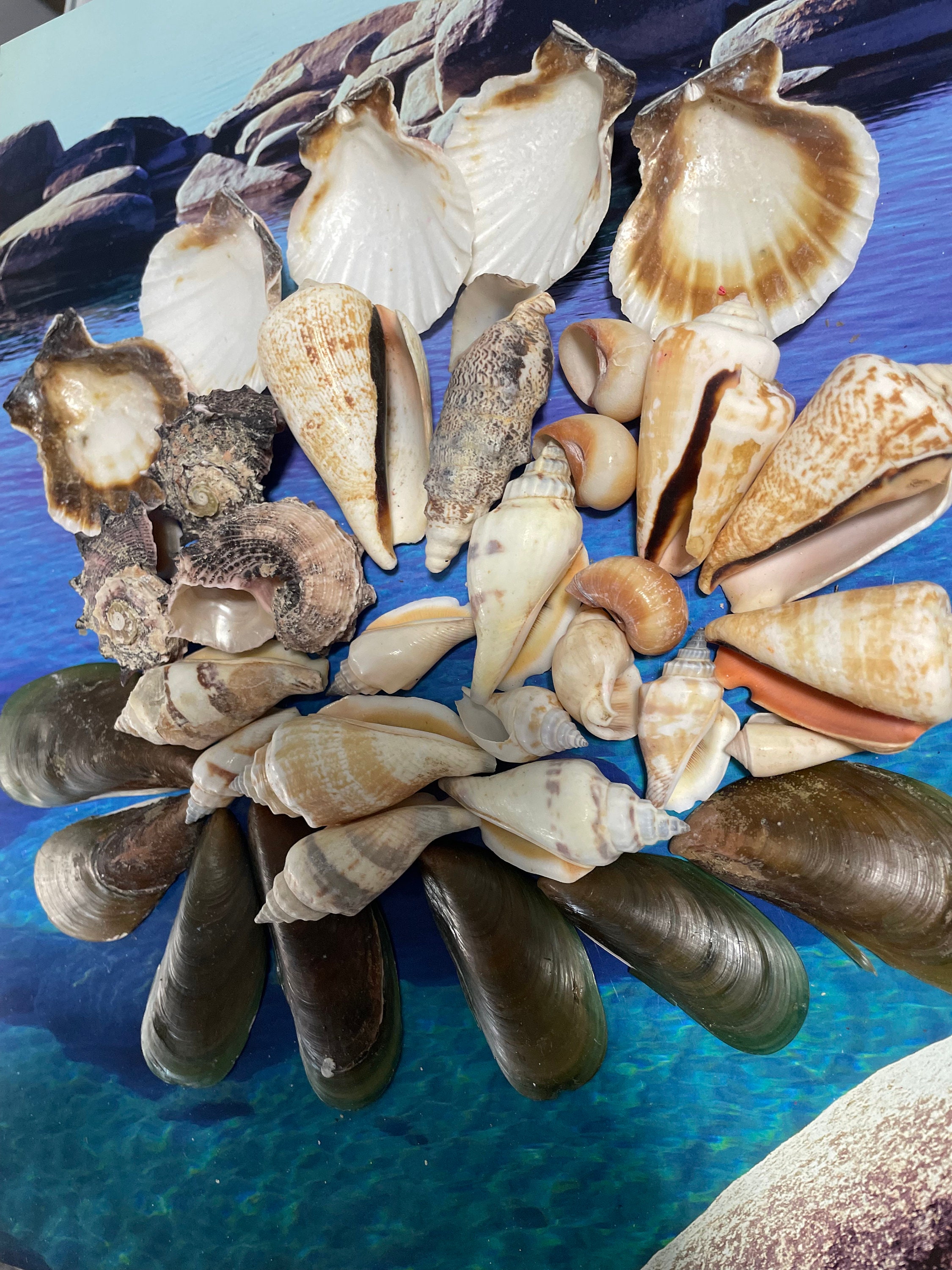 Rare Sea Shells. Gorgeous Beach Shells. Decor for Home Boat - Etsy