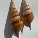 Tibia Curta Shell. Spindle Tibia Sea Shell Tibia Fusus Gastropod Sea ...