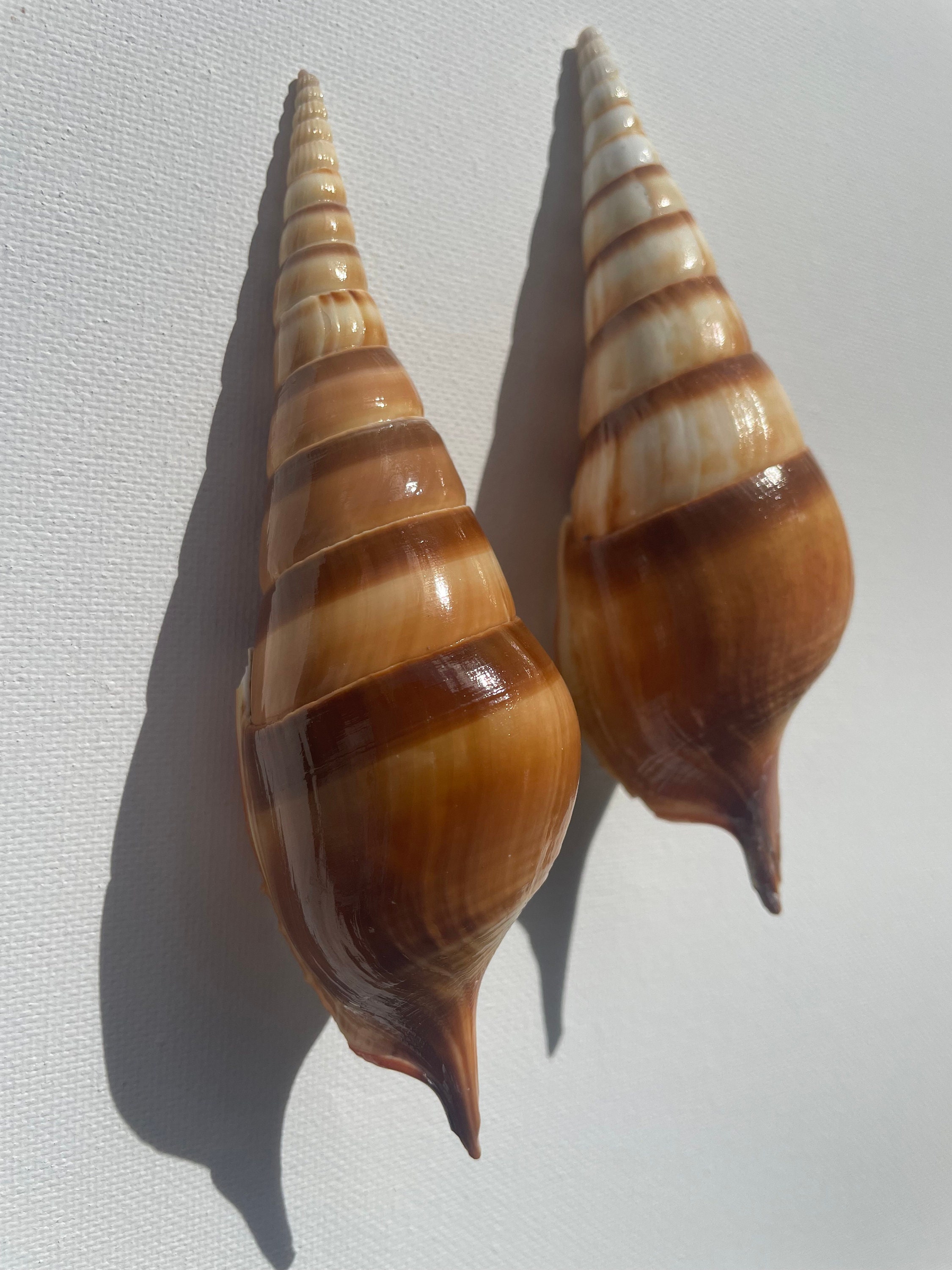 Tibia Curta Shell. Spindle Tibia Sea Shell Tibia Fusus Gastropod Sea ...