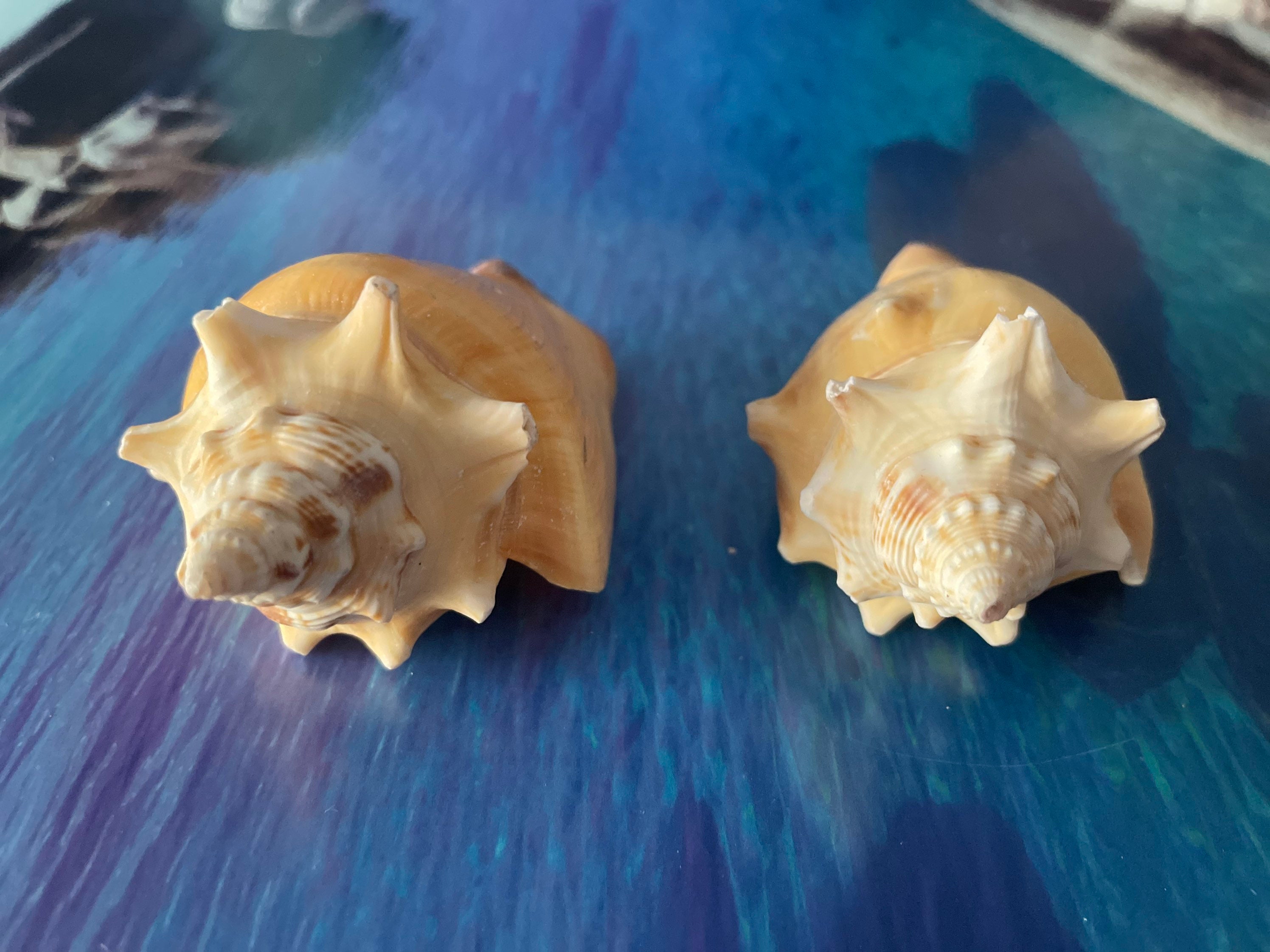 Strombus Shells. Ocean Shells. Beach Shells. Decor for Marine Aquariums ...