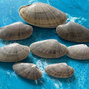 Set 13 Pcs. Sunray Venus Giant Atlantic Seashells, Home Decor. Large ...