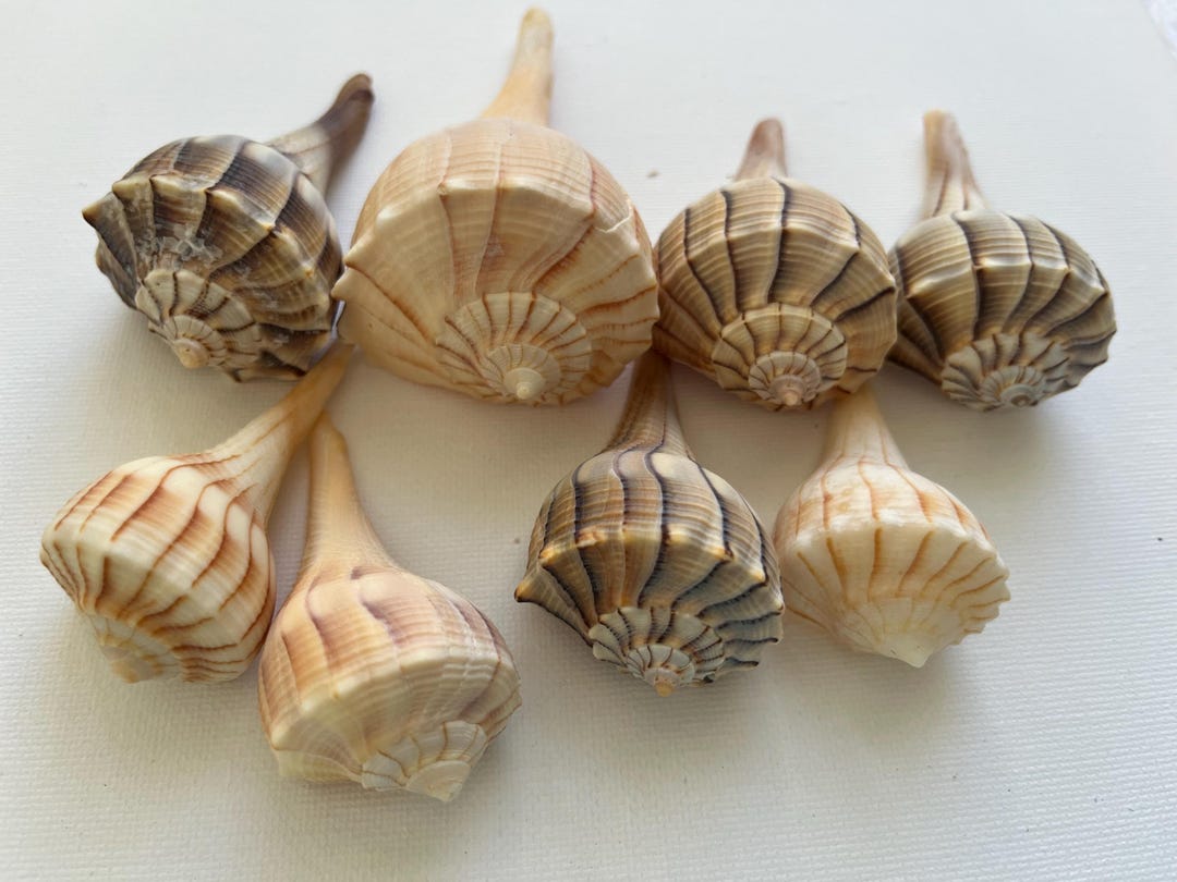 Set 8 Pcs. Atlantic Whelk Sea Shell . Ocean Shells. Decor for Marine ...