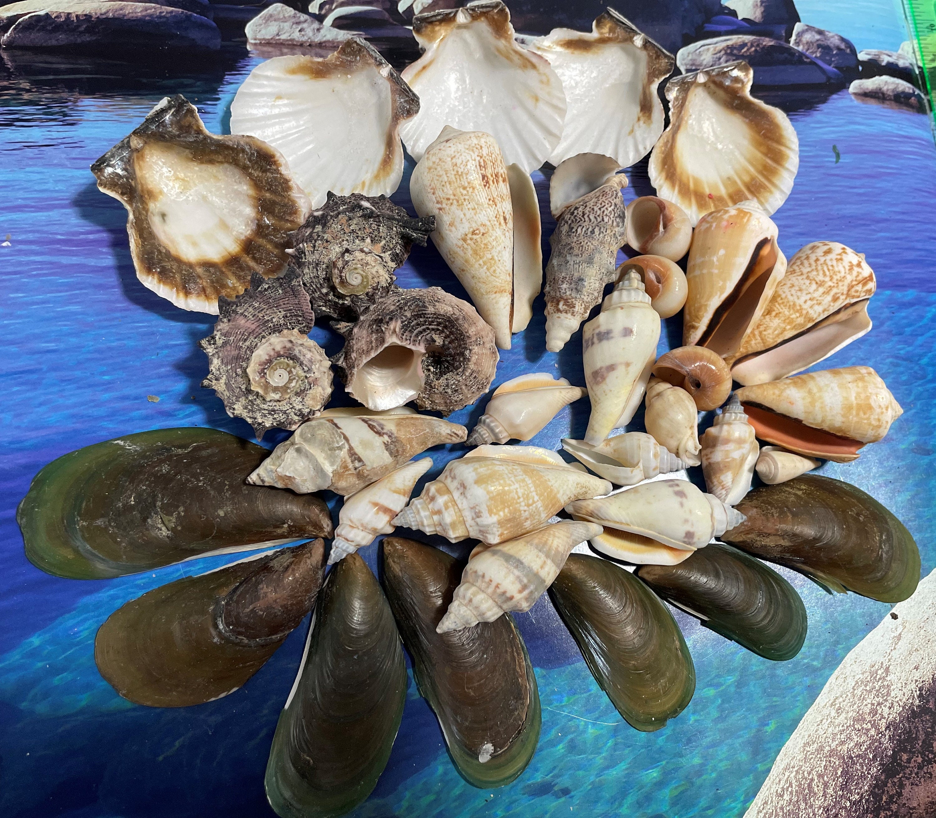 Rare Sea Shells. Gorgeous Beach Shells. Decor for Home Boat - Etsy