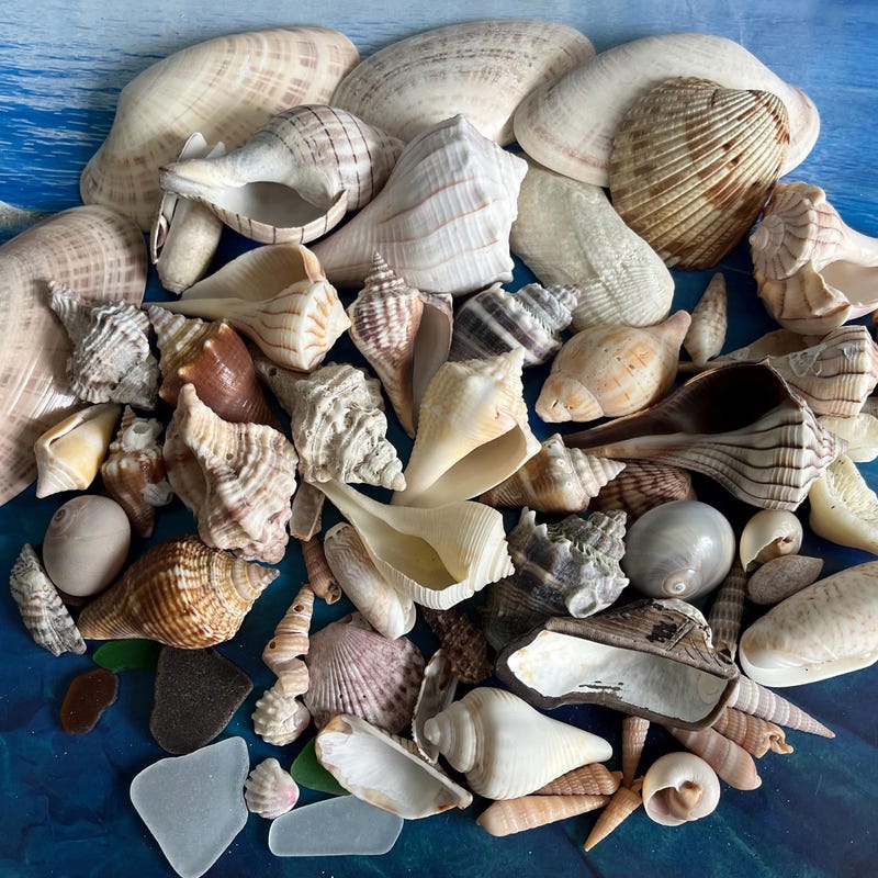 Assorted Seashells - Etsy