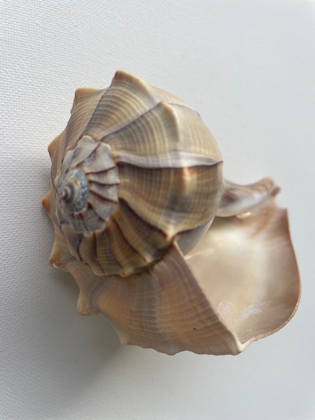 Atlantic Whelks Sea Shell Ocean Shells. Beach Shells. Decor for Marine ...