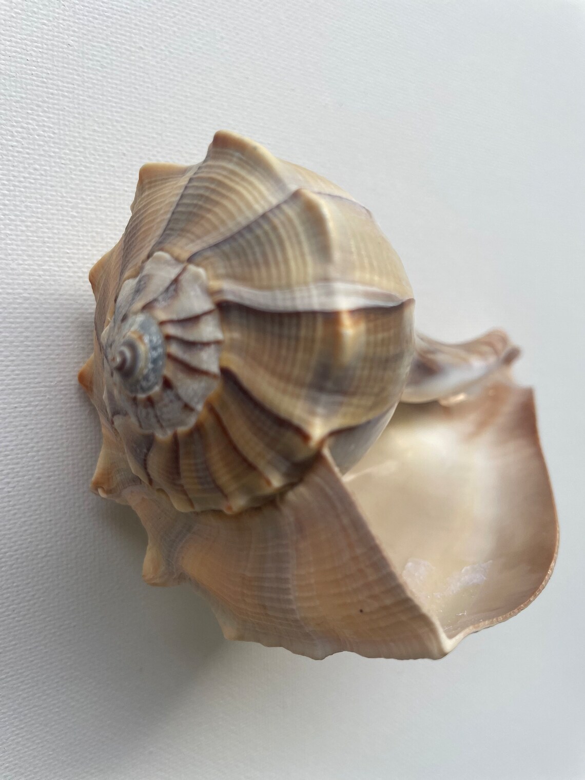 Atlantic Whelks Sea Shell Ocean Shells. Beach Shells. Decor for Marine ...