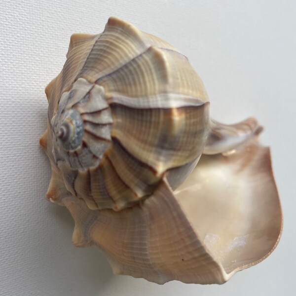 Whelk Sea Shell - Etsy