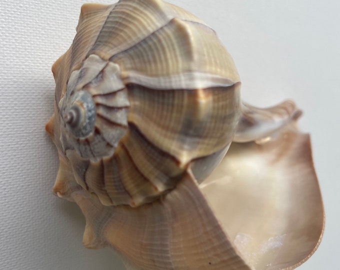 Atlantic Whelks Sea Shell Ocean Shells. Beach Shells. Decor for Marine ...