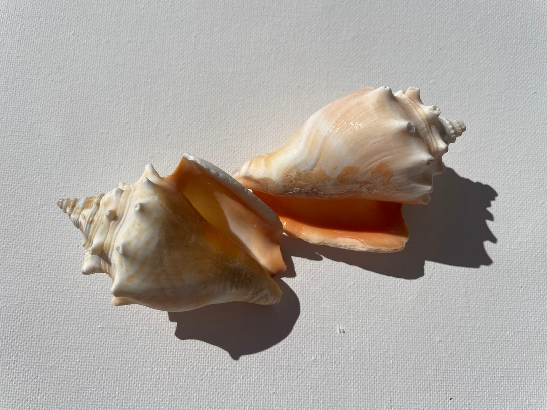 Strombus Shells: Florida Ocean Shells for Aquarium Decor (4cm, Set of 2 ...