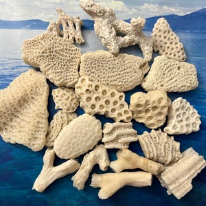 Natural Sea Coral Florida Beach. Beach Coral. Natural Coral Ocean ...