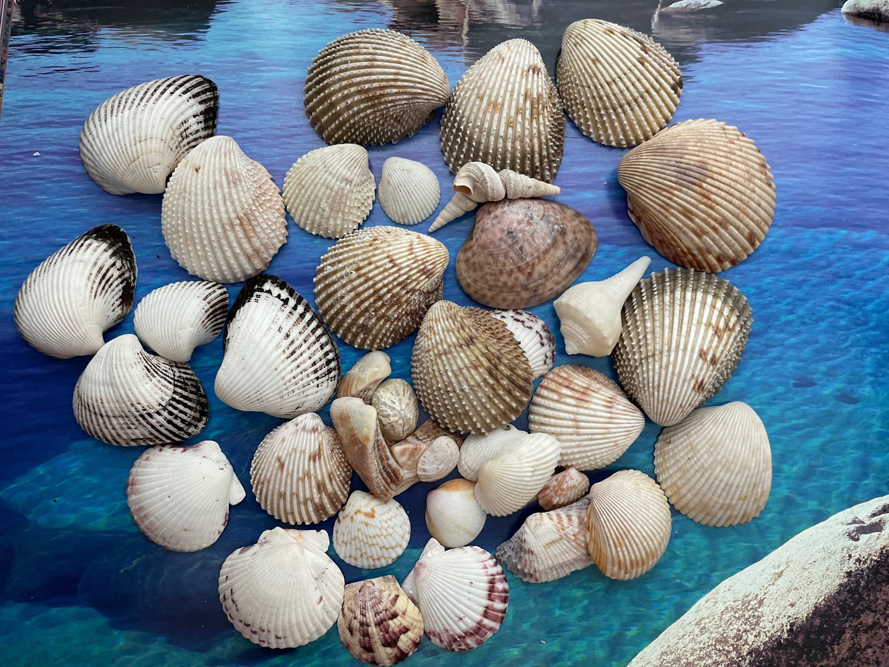 Sea Shells Underwater