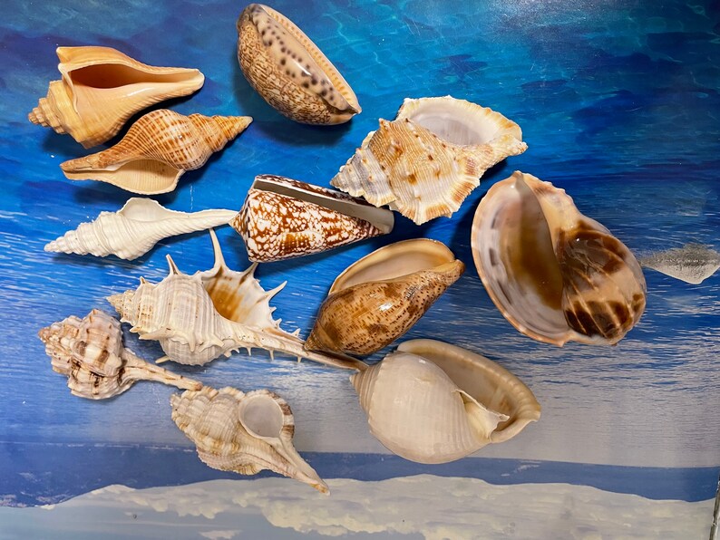 Rare Ocean Shells. Magnificent Beach Shells. Décor for Home - Etsy