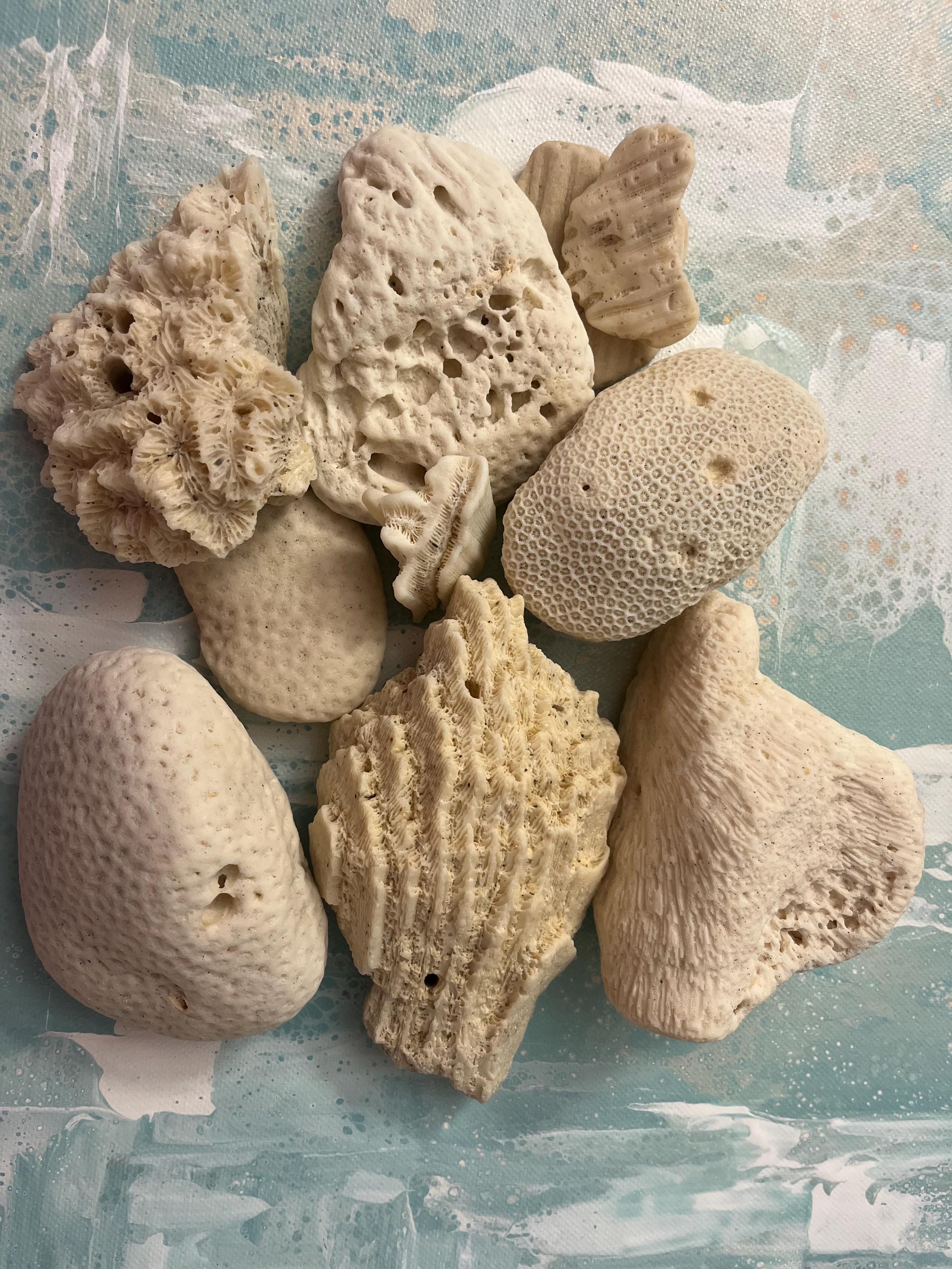 Natural Fossil Coral Rocks: Beach Ocean Decor, Coastal Crafts - Etsy