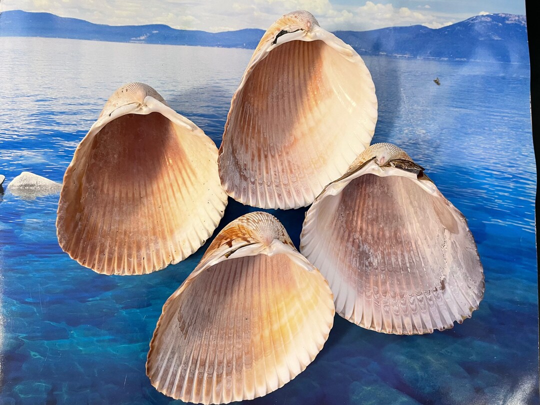 Atlantic Glant Cockle. Ocean Shells. Beach Shells. Decor for Marine ...