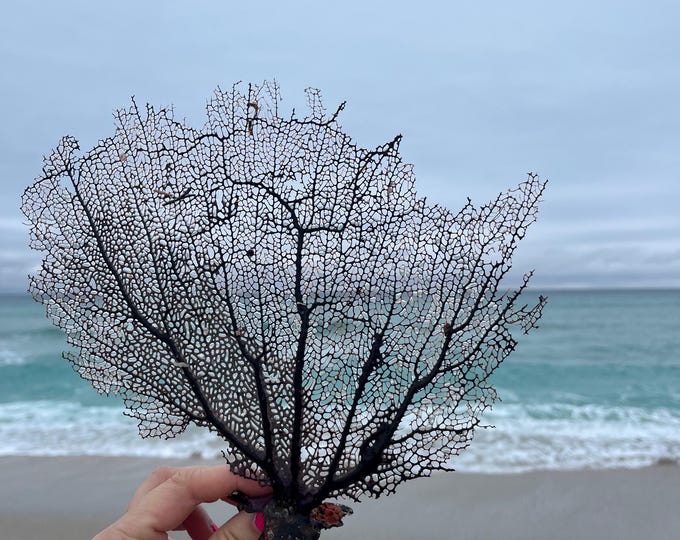 Natural Dried Ocean Sea Fans Sea Fans Coral Beach Natural Coral Ocean ...