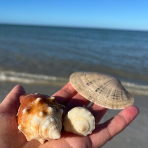 Set 13 Pcs. Sunray Venus Giant Atlantic Seashells, Home Decor. Large ...