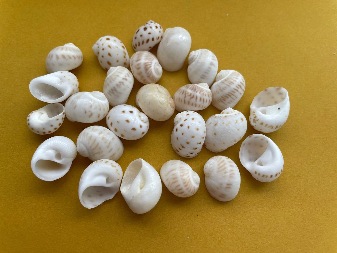 Ocean Shells. Beach Shells. Decor Home, Shell Showcases, Shells for ...