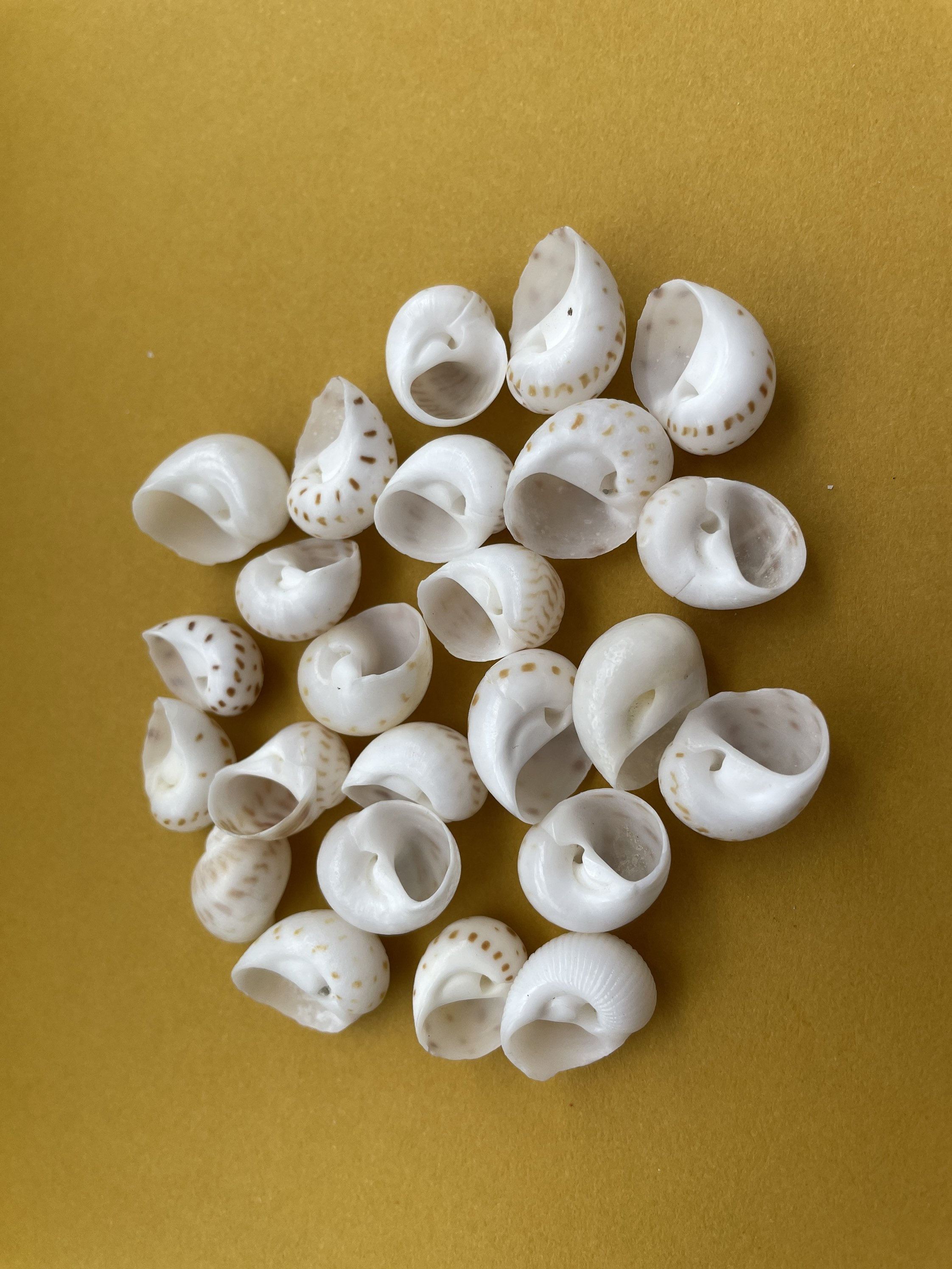 Ocean Shells. Beach Shells. Decor Home Shell Showcases - Etsy