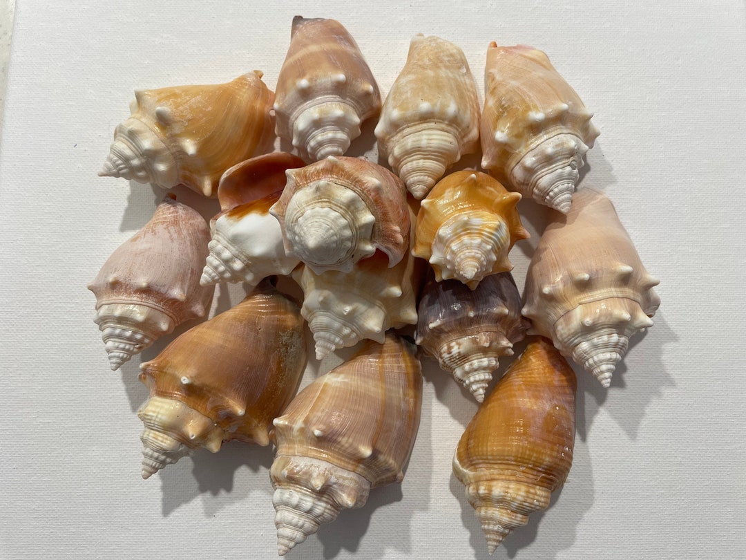 Lot of 14 Strombus Shell. Ocean Shells. Beach Shells. Decor for Marine ...