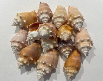 Atlantic Whelks Sea Shell Ocean Shells. Beach Shells. Decor for Marine ...