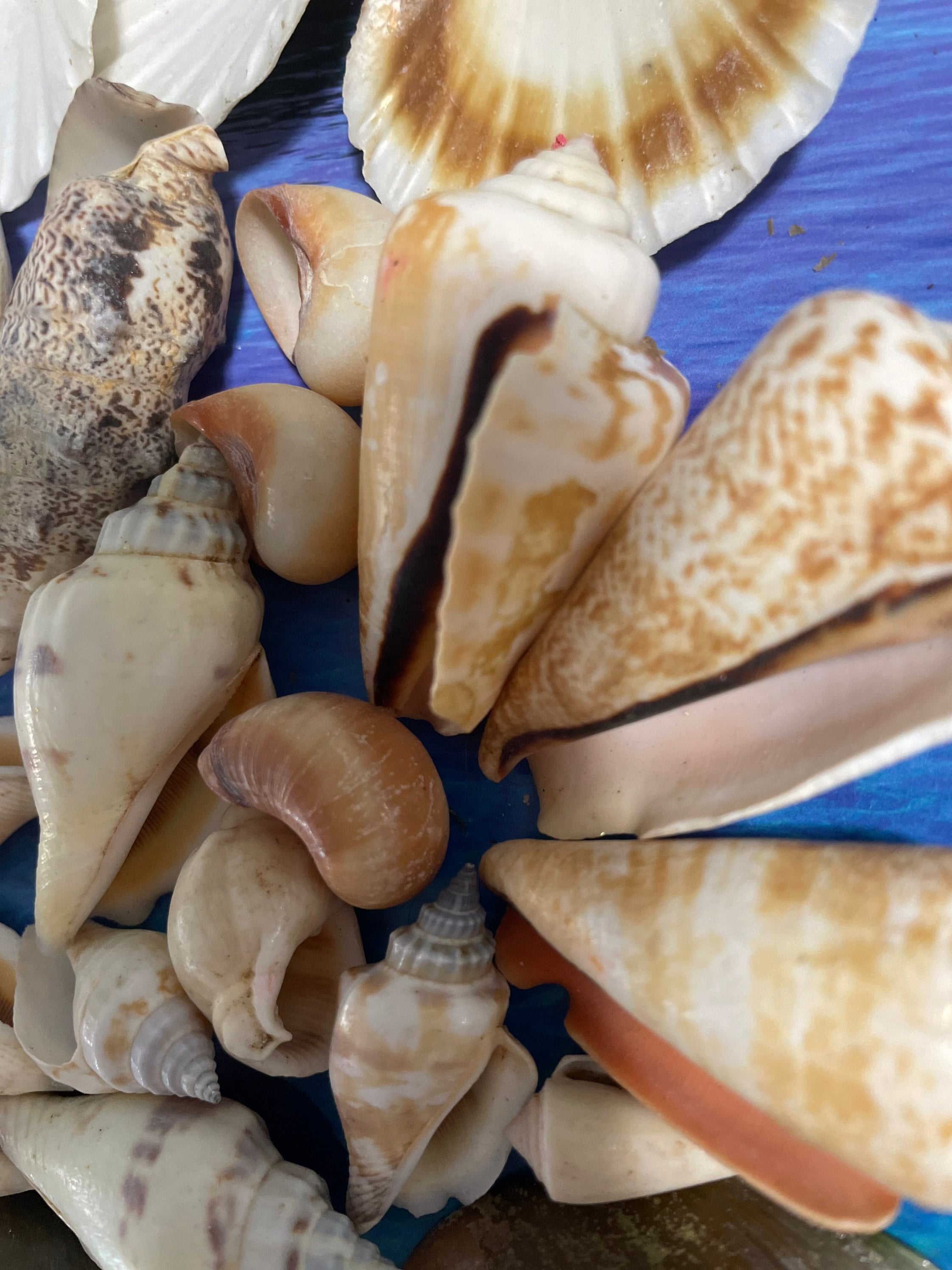 Rare Sea Shells. Gorgeous Beach Shells. Decor for Home Boat - Etsy