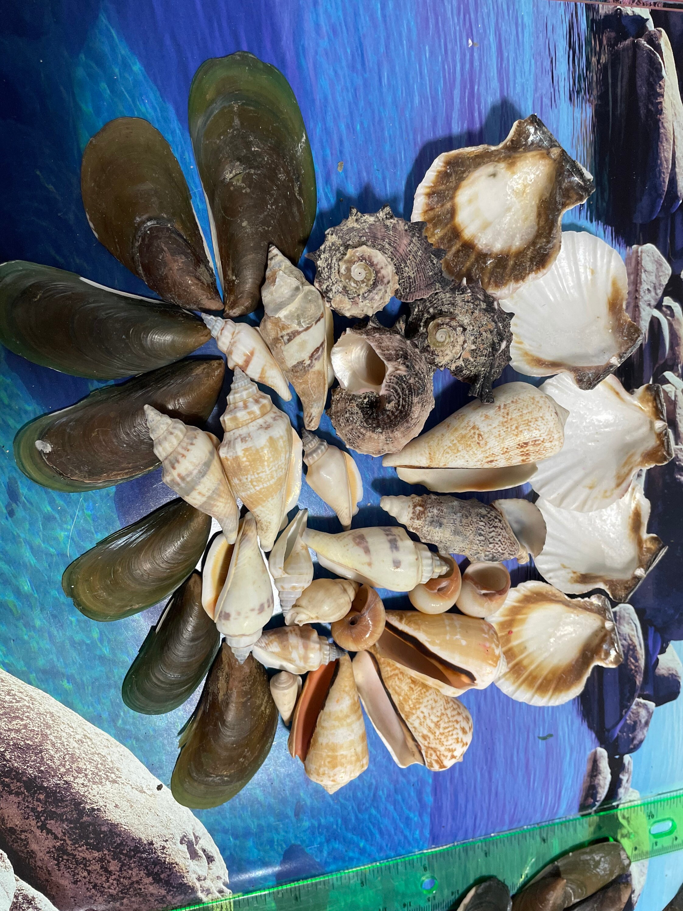 Rare Sea Shells. Gorgeous Beach Shells. Decor for Home Boat - Etsy