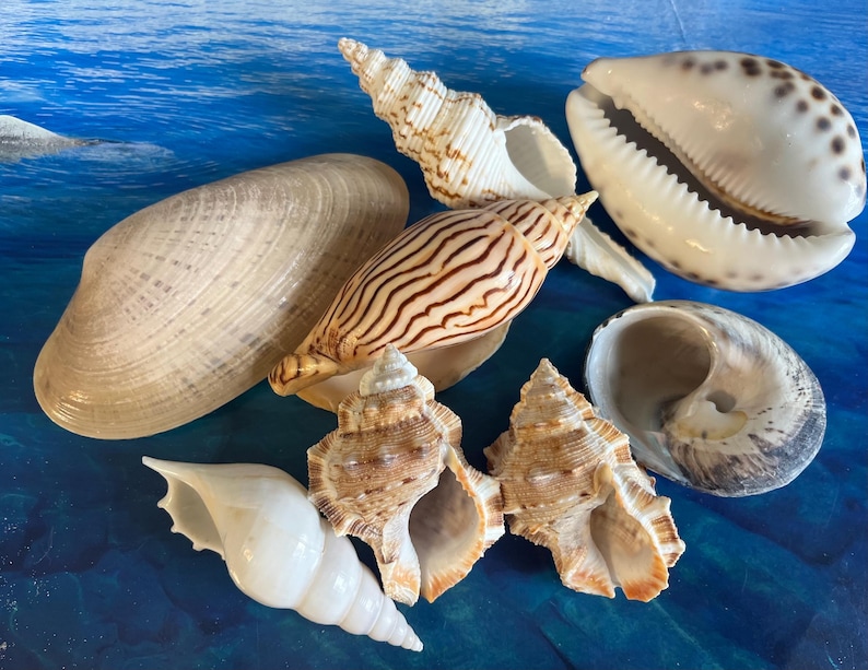 Florida Seashells , Rare Ocean Shells for Coastal Decor & Crafts ...