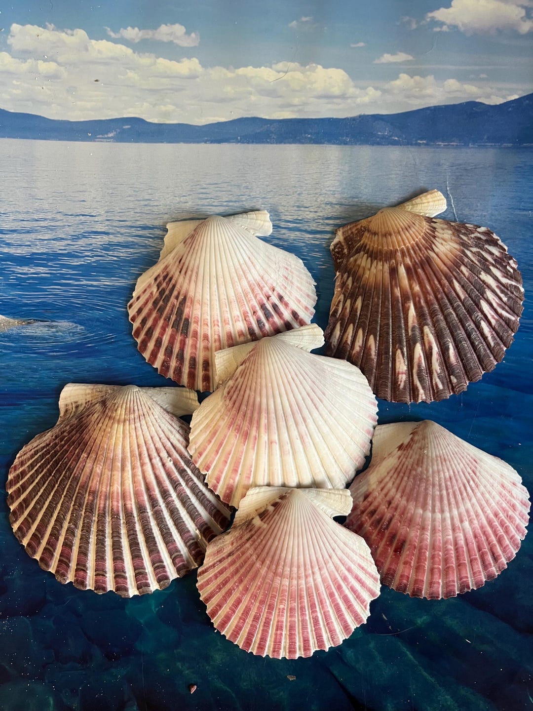 Natural Scallop Shells Set: Coastal Home Decor, Craft Supplies (4-6 ...