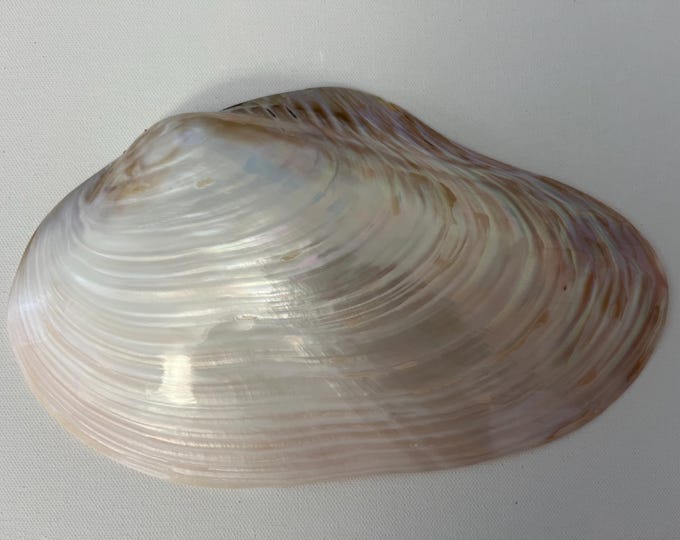 Polished Mother of Pearl Half Shell Giant Mussel Clam Seashell Mussel ...
