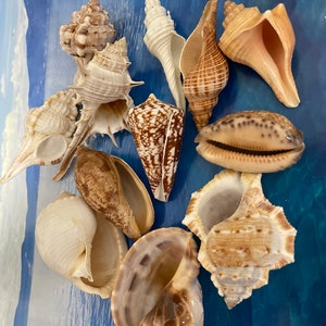 Rare Ocean Shells. Magnificent Beach Shells. Décor for Home, Boat ...