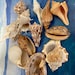 Rare Ocean Shells. Magnificent Beach Shells. Décor for Home, Boat ...
