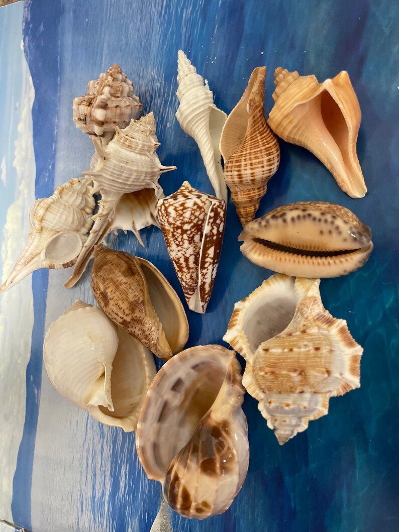 Rare Ocean Shells. Magnificent Beach Shells. Décor for Home - Etsy