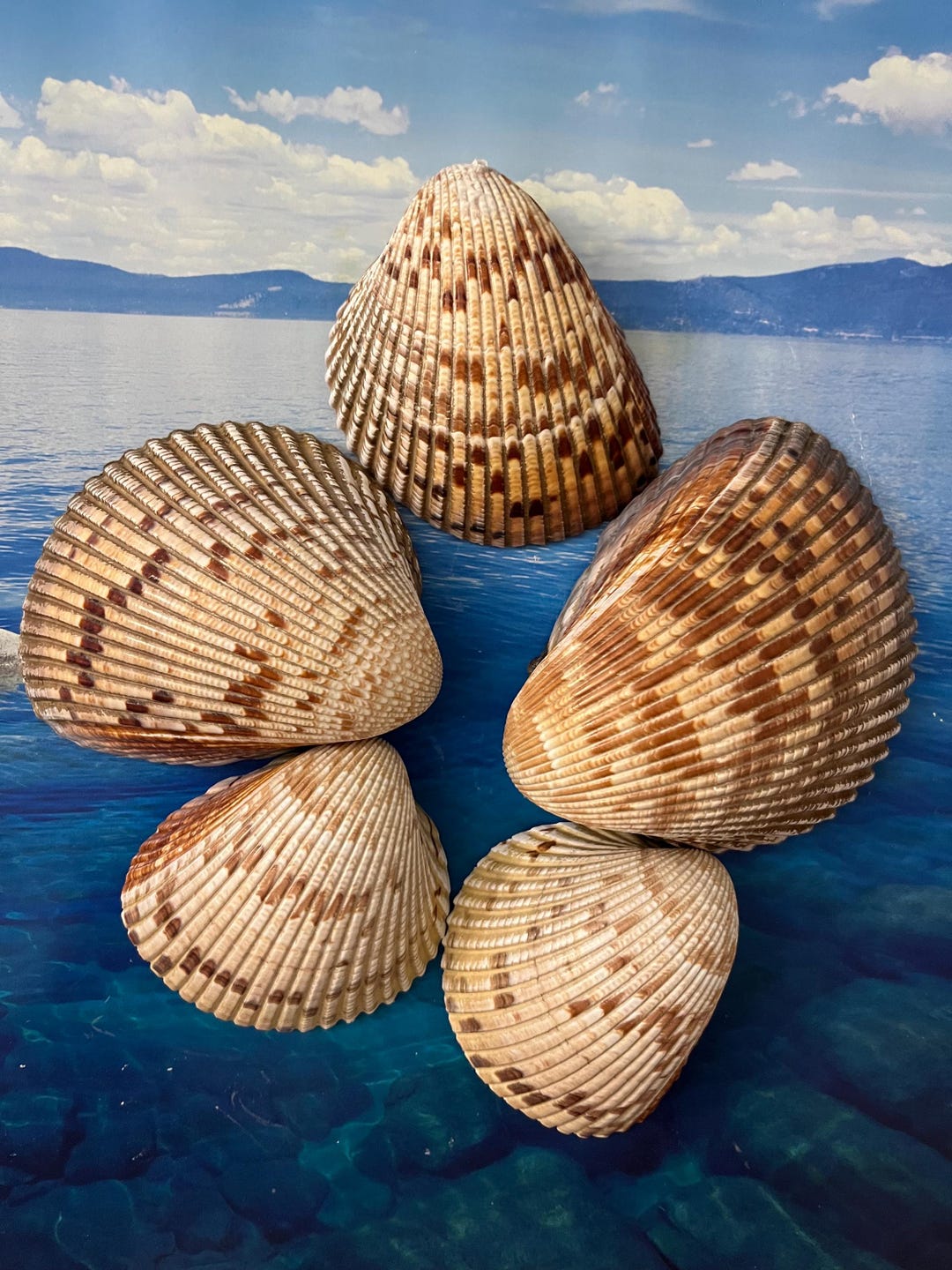 Giant Atlantic Seashells: Coastal Home Decor, Beach Wedding Decor (5pcs ...