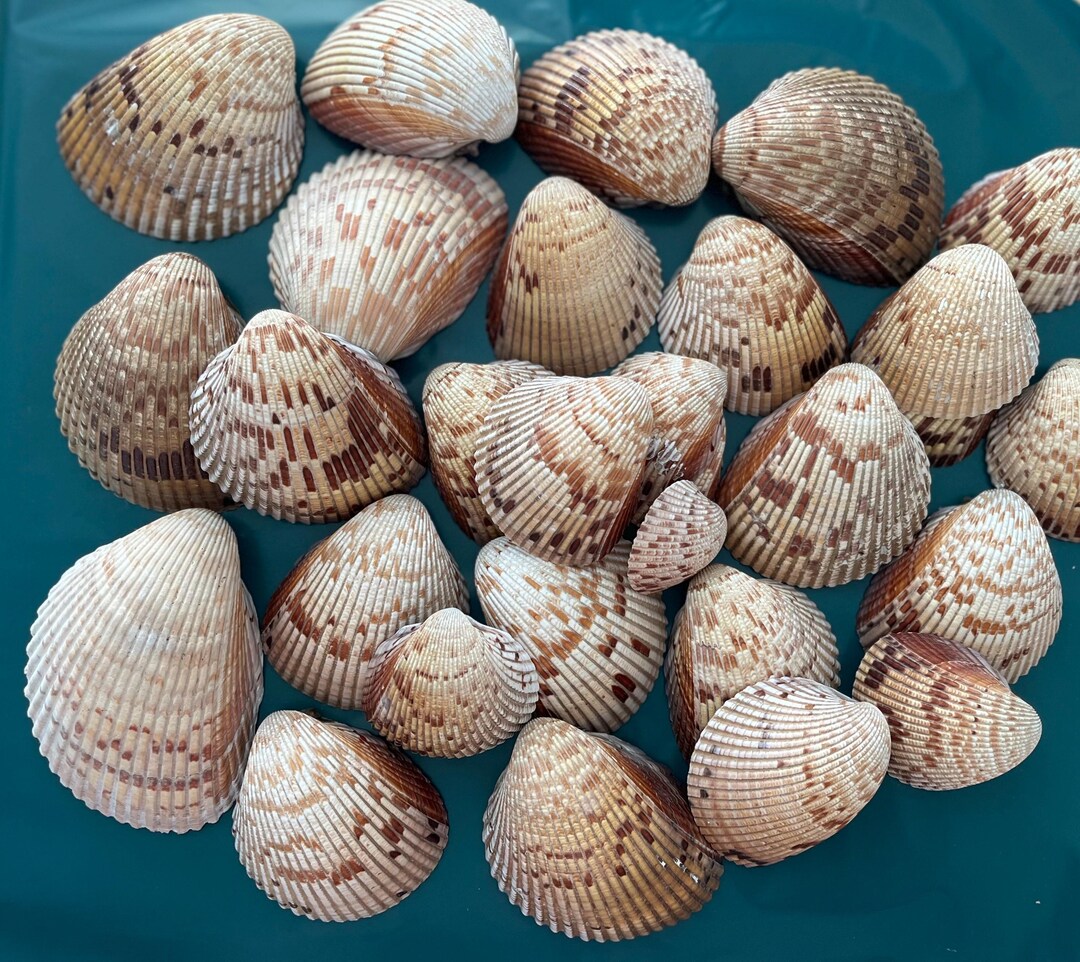 Giant Atlantic Seashells: Coastal Home Decor, Beach Wedding Decor - Etsy