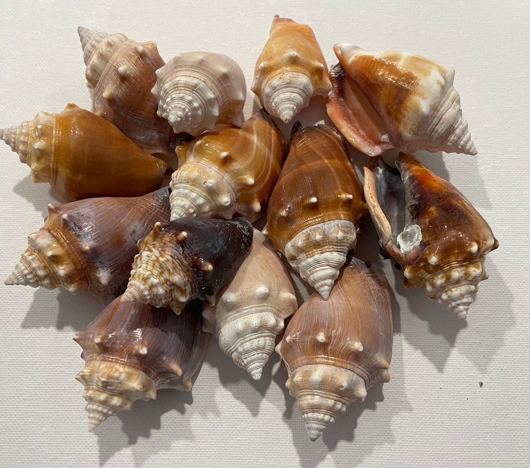 Lot of 13 Strombus Shell. Ocean Shells. Beach Shells. Decor for Marine ...