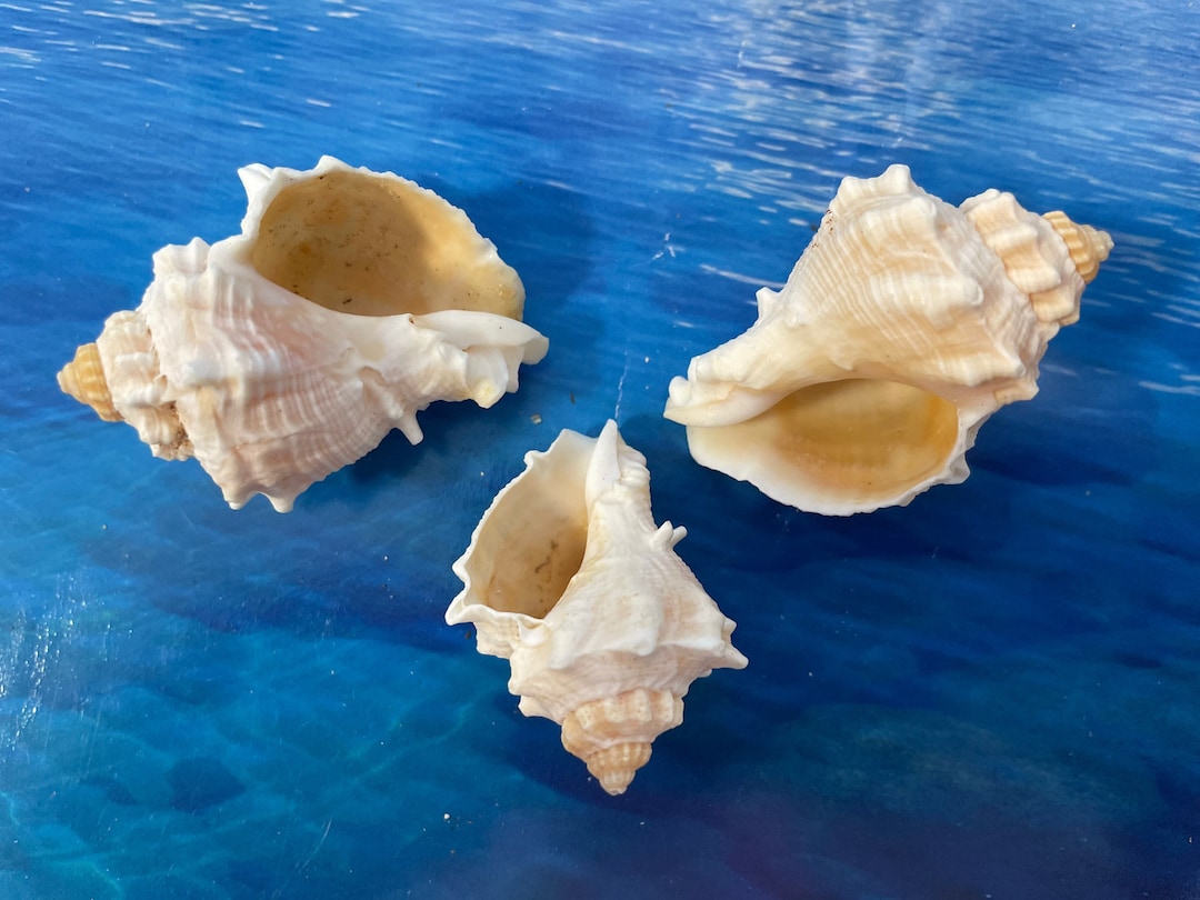 Ocean Shells. Beach Shells. Decor for Marine Aquariums, Interiors, Art ...