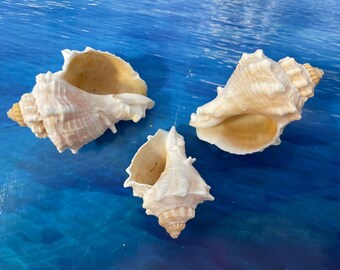 Ocean Shells. Beach Shells. Decor for Marine Aquariums, Interiors ...