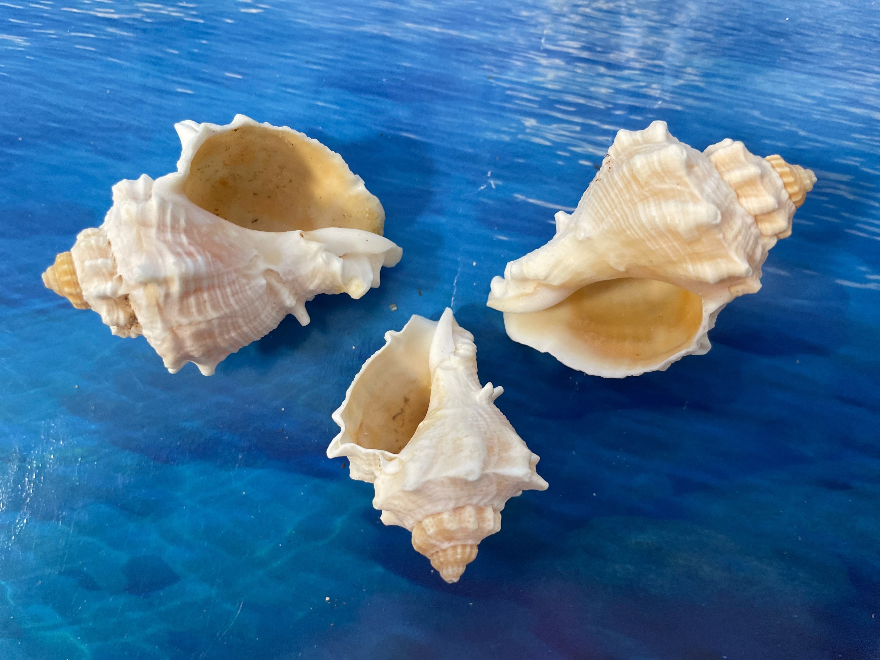 Ocean Shells. Beach Shells. Decor for Marine Aquariums - Etsy
