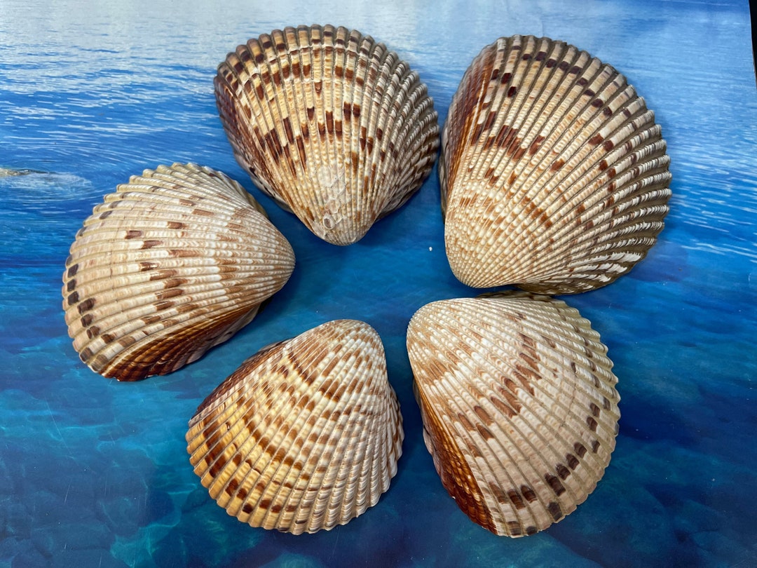 Giant Atlantic Seashells in Brown Tones for Coastal Home Decor Crafts ...