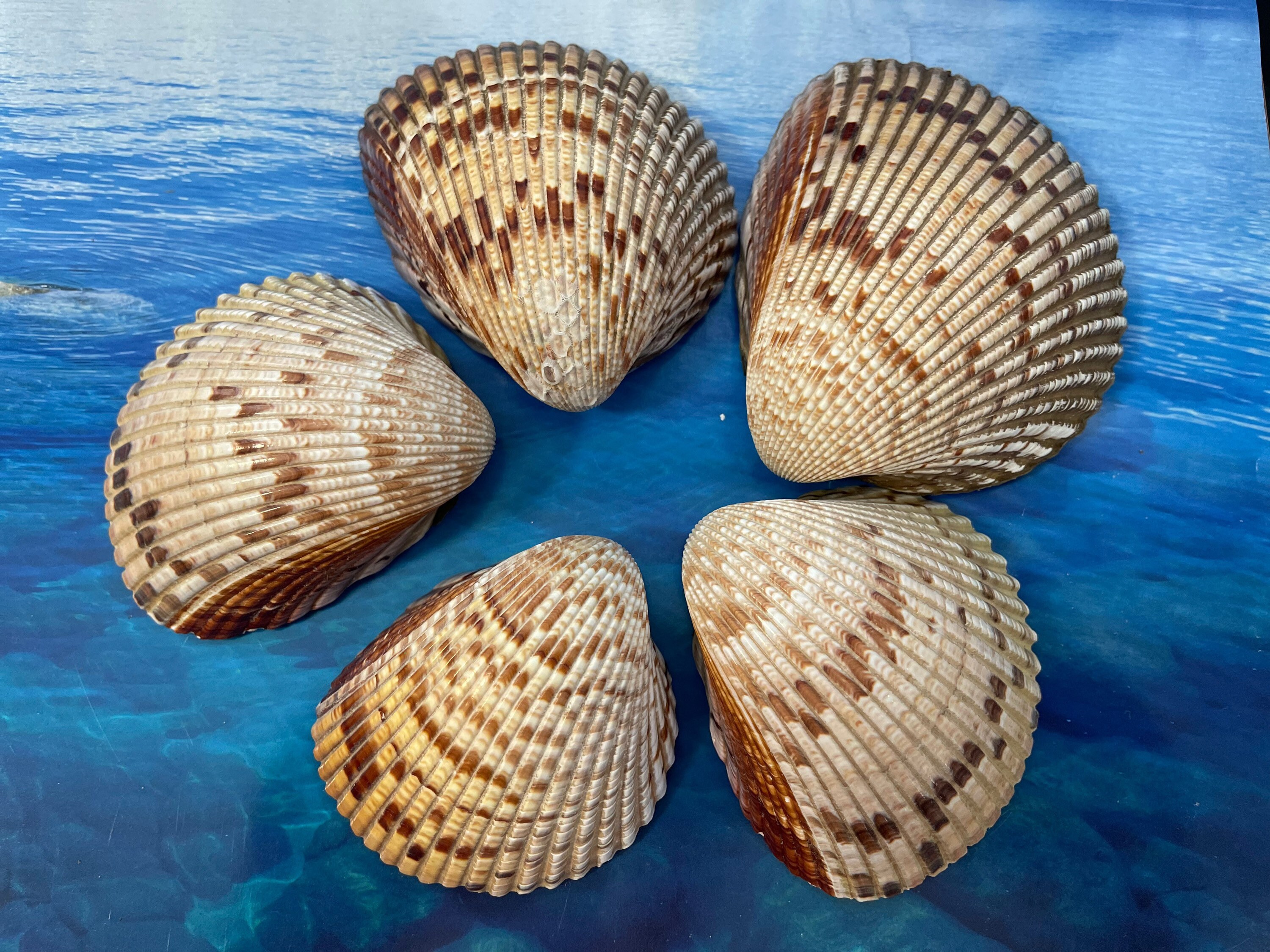 Giant Atlantic Seashells in Brown Tones for Coastal Home Decor - Etsy