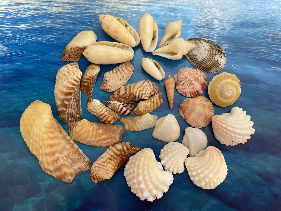 Beach Marine Decor. Shell Mix, Candlesticks. Gifts, Crafts, Jewelry ...