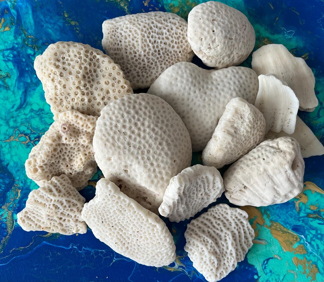 Coral Beaches Coral Florida Fossil Coral Rocks Florida Beach. Beach ...
