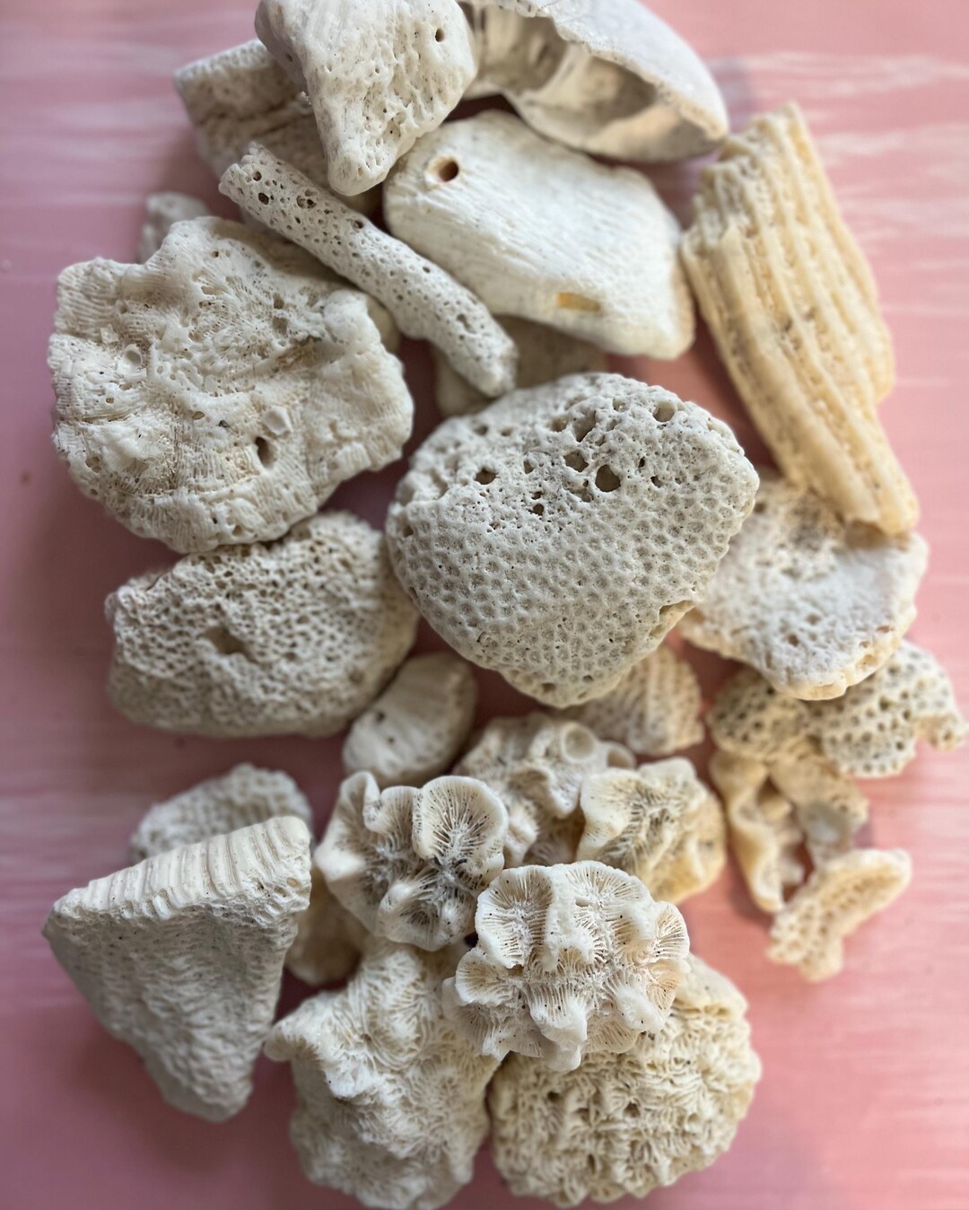 Natural Fossil Coral Rock Collection: Coastal Home Decor, Coral Beaches ...