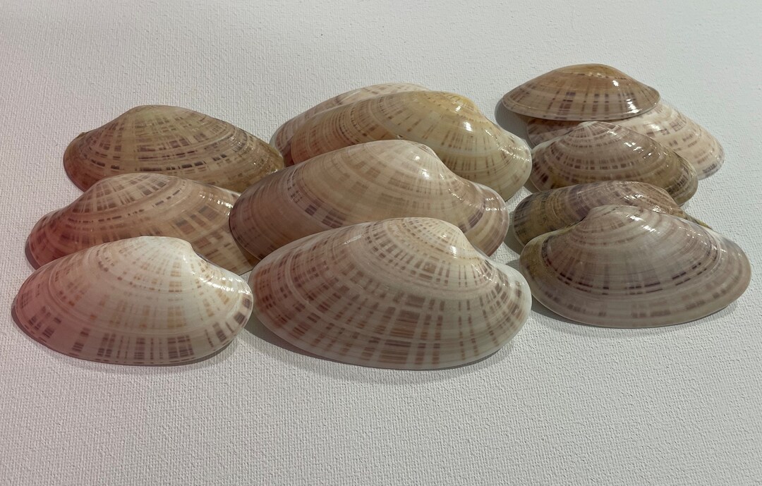 Set 12 Pcs. Sunray Venus Giant Atlantic Seashells, Home Decor. Shells ...
