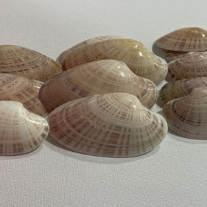 Set 12 Pcs. Sunray Venus Giant Atlantic Seashells, Home Decor. Shells ...