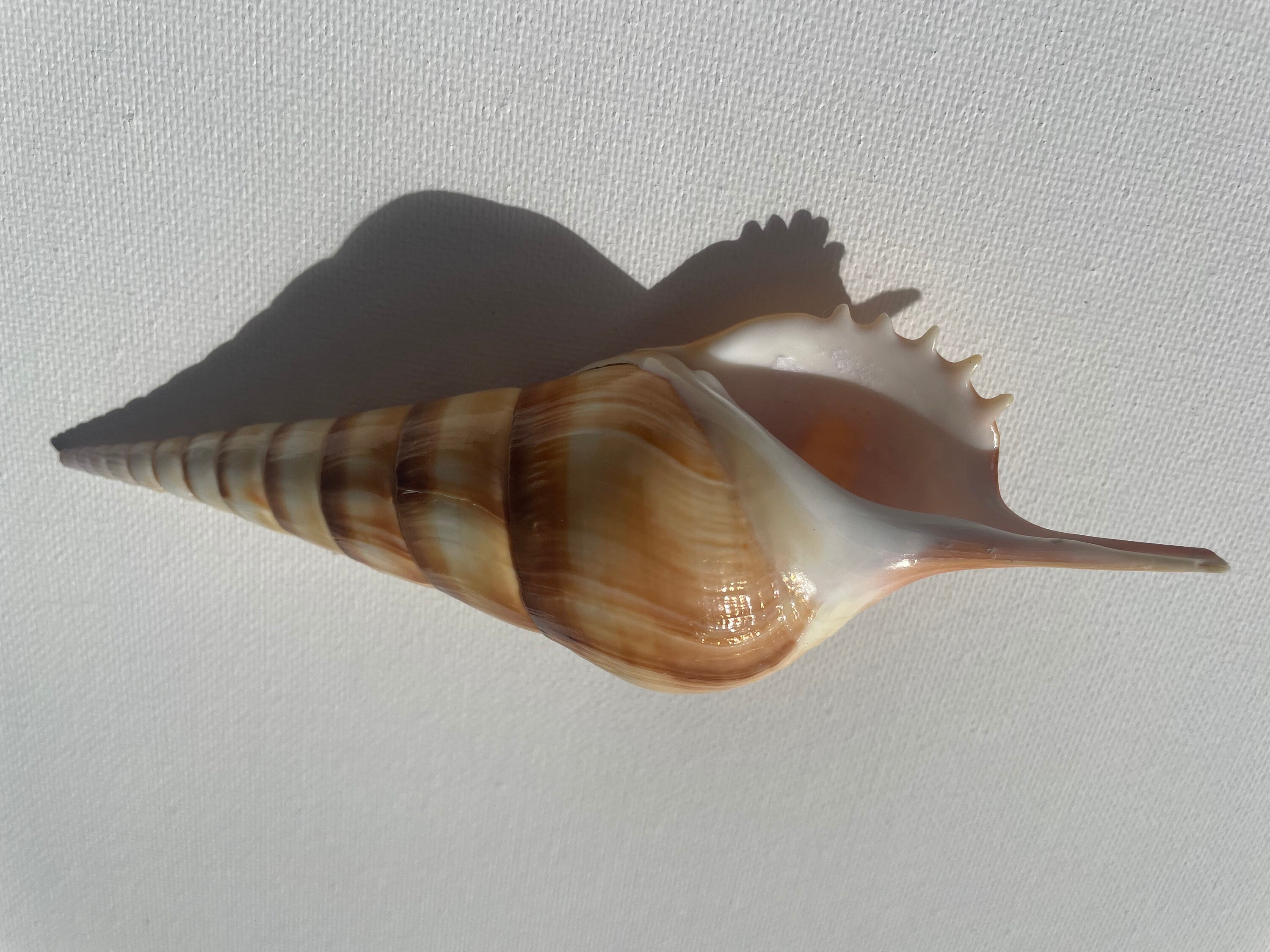 Tibia Curta Shell. Spindle Tibia Sea Shell Tibia Fusus Gastropod Sea ...