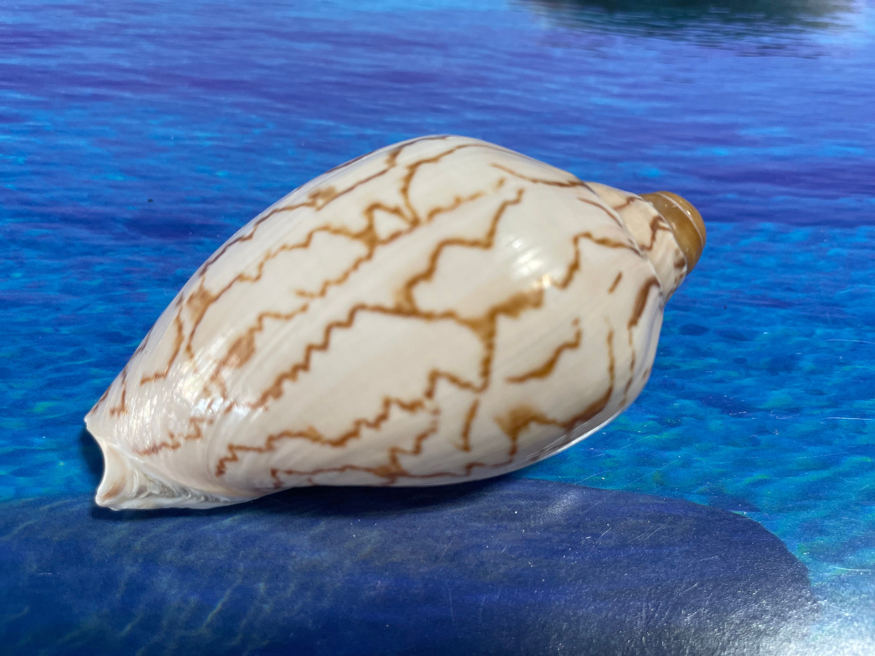 Cymbiola Nobilis. Rare Sea Shells. Gorgeous Beach Shells. Home Decor ...
