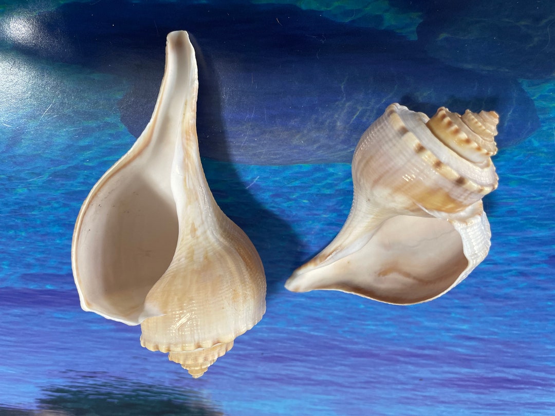 Busycon Contrarium.ocean Shells. Beach Shells. Decor Marine Aquariums ...