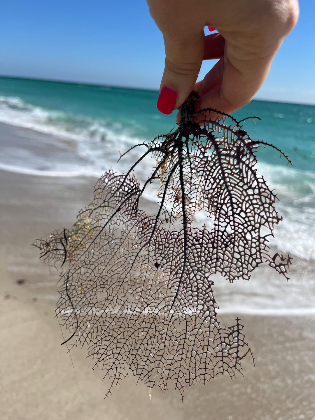 Natural Dried Ocean Sea Fans Sea Fans Coral Beach Natural Coral Ocean ...