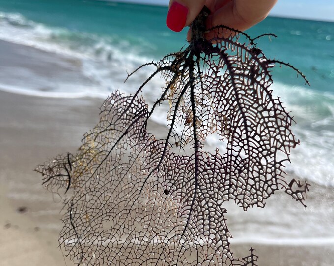 Natural Dried Ocean Sea Fans Sea Fans Coral Beach Natural Coral Ocean ...